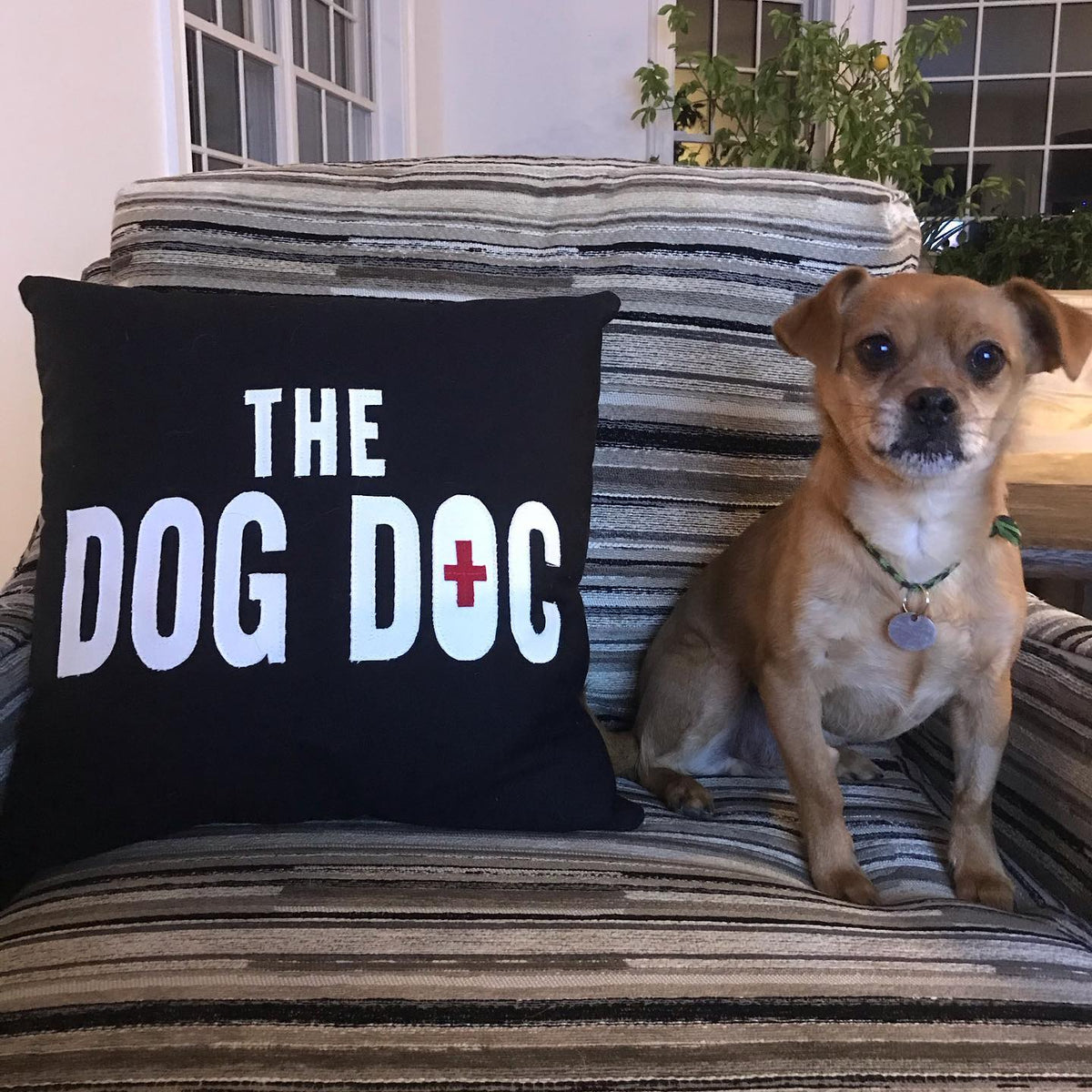 The Dog Doc: An Insight Into Integrative Veterinary Medicine ...